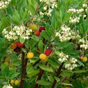 Strawberry Tree, Dwarf Arbutus unedo 'Compacta'