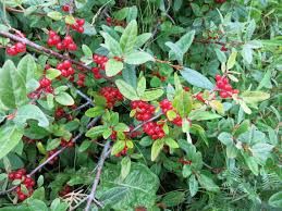 Buffalo-berry, russet Shepherdia canadensis