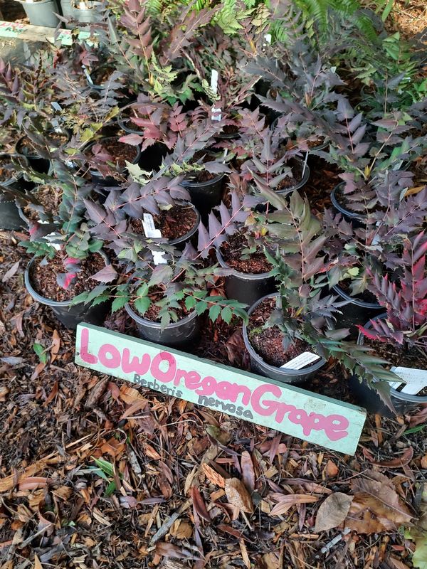 Oregon-grape, Cascade Mahonia nervosa