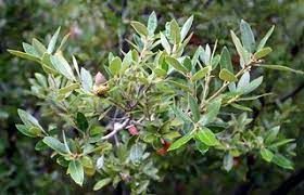 Oak, Huckleberry quercus vacciniifolia