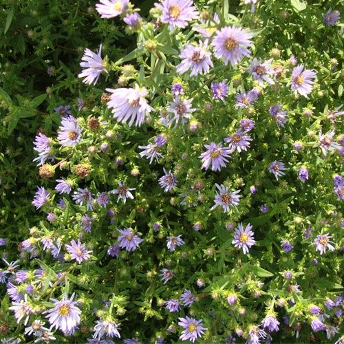 Aster, Douglas' Symphyotrichum subspicatum