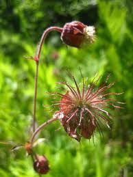 Avens, Purple Geum rivale