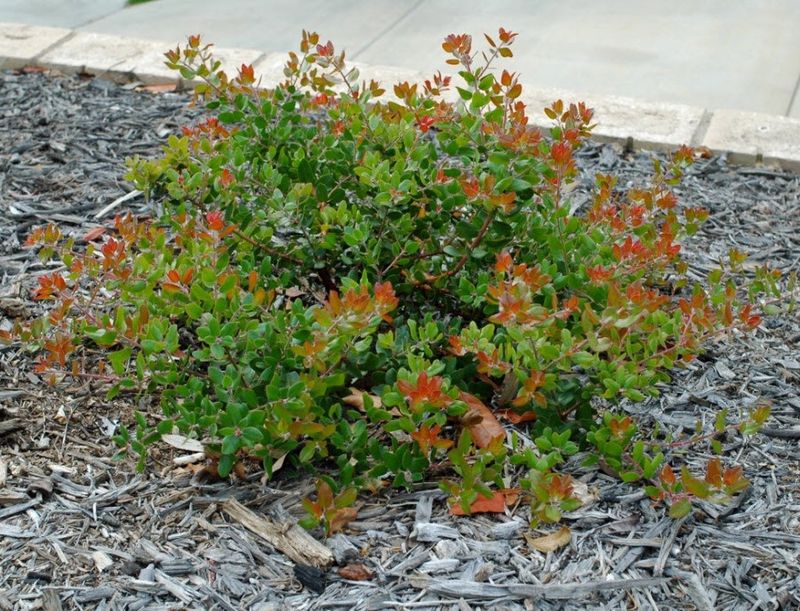 Manzanita, 'Sunset' Arctostaphylos