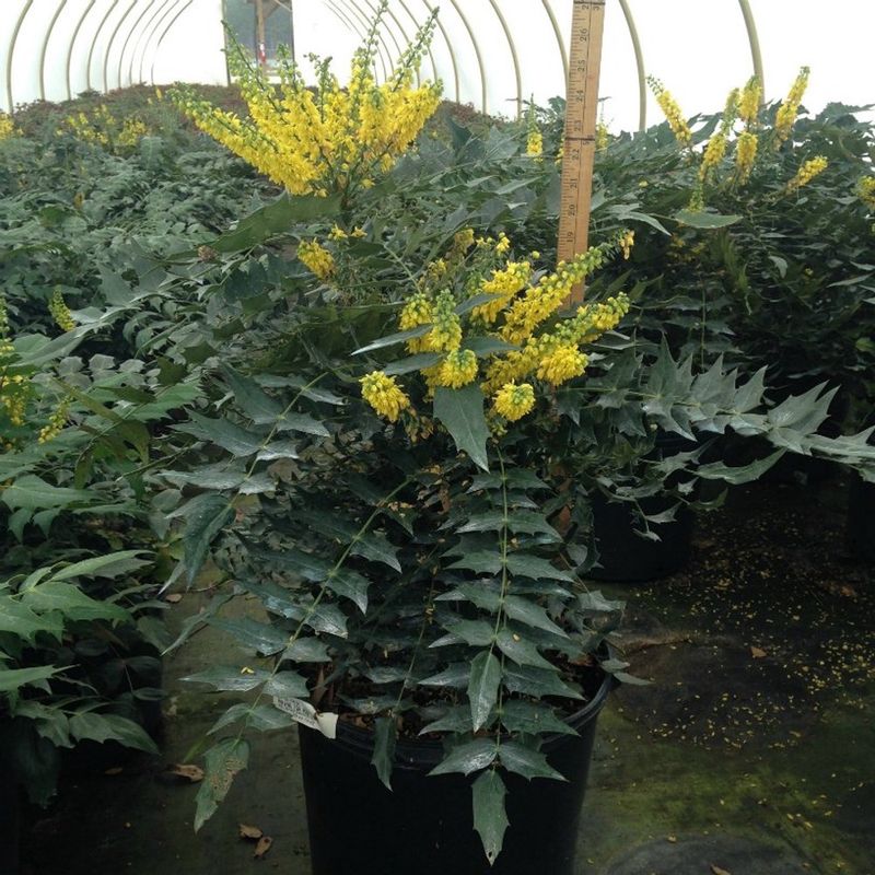 Mahonia, 'Winter Sun' Mahonia × m 'Winter Sun'