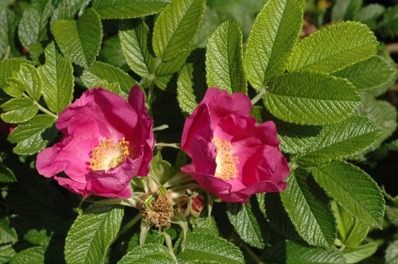 Rose, Rugosa Rosa rugosa