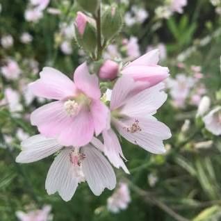 Checker-mallow, Meadow sidalcea campestris