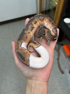 Male Piebald Ball Python