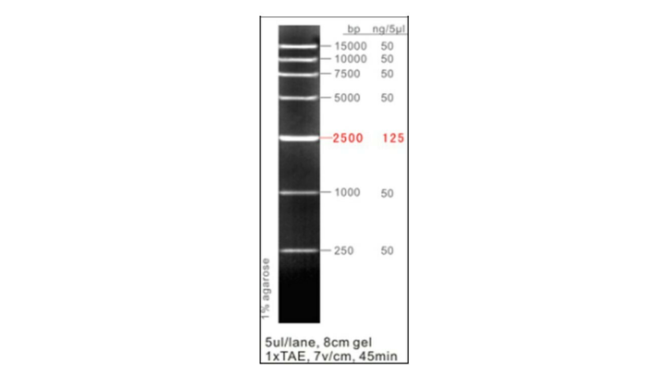 Genesis 15000 DNA Ladder 50 μg