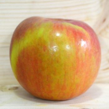 Bare Root Apple - Fuji