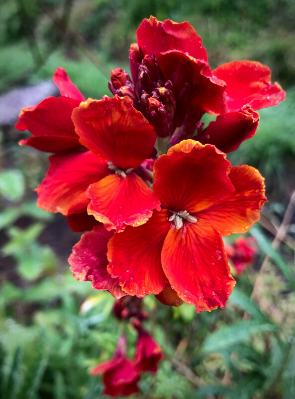 Perennials