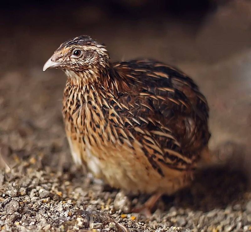 Quail Farm in State College, PA