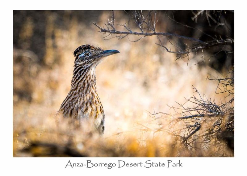 Card, Roadrunner Framed By Branch