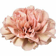 Perpetual Flowering Carnations