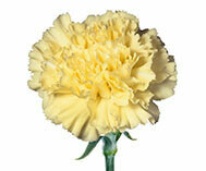Perpetual Flowering Carnations
