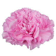 Perpetual Flowering Carnations