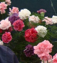 Carnations