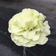 Perpetual Flowering Carnations