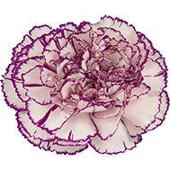Perpetual Flowering Carnations