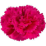 Perpetual Flowering Carnations