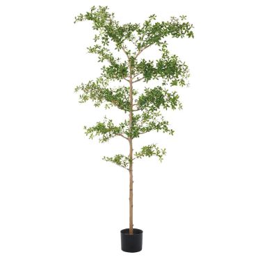 8' Shady Lady Tree