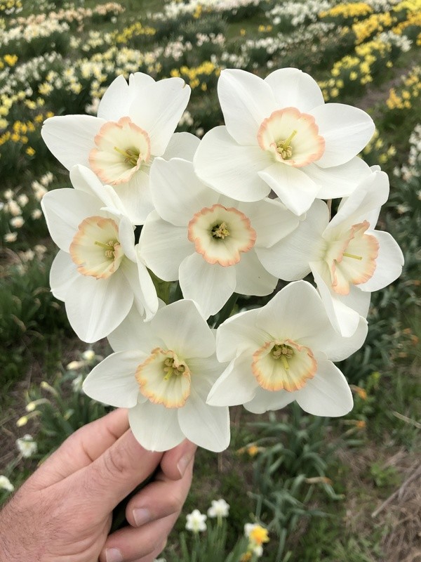 Store - PHS Daffodils