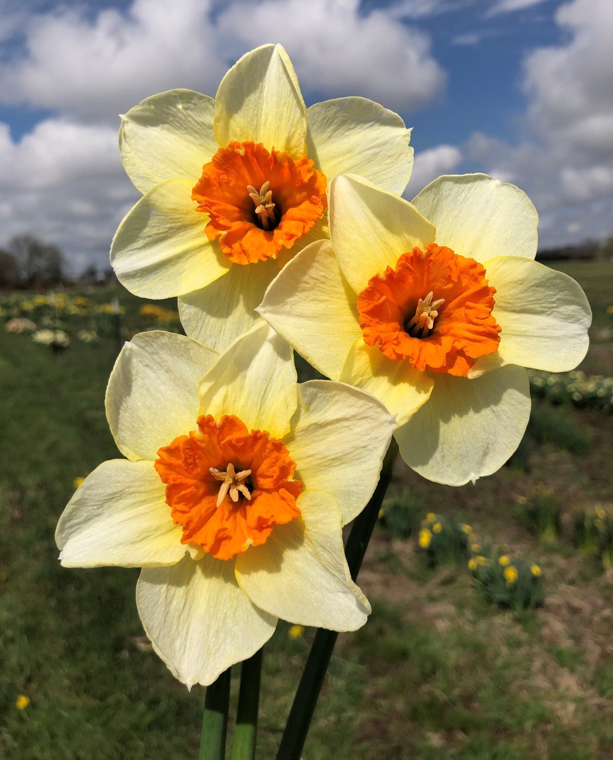 Scarlet Leader - Store - PHS Daffodils