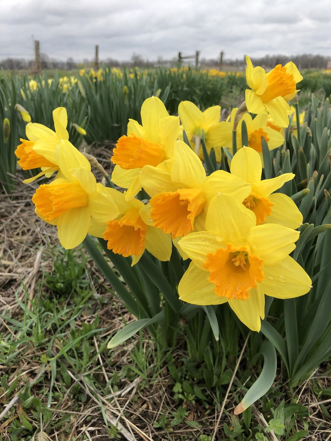 Red Arrow Store PHS Daffodils