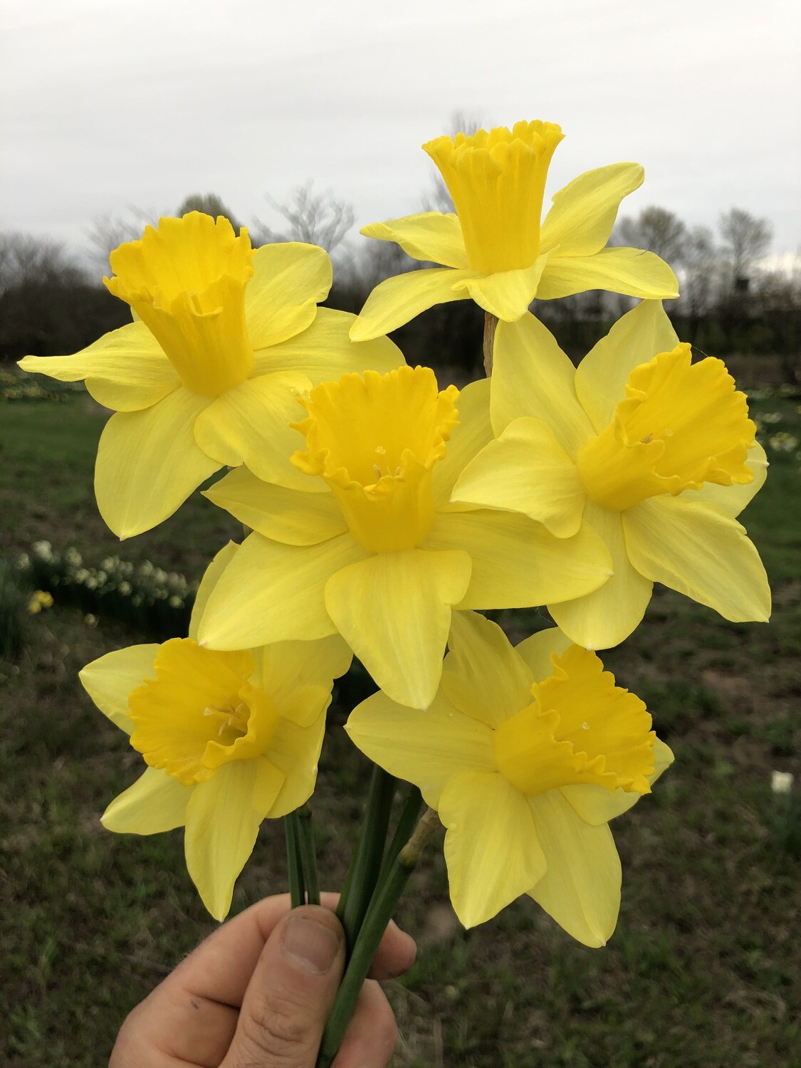 Agathon - Store - PHS Daffodils
