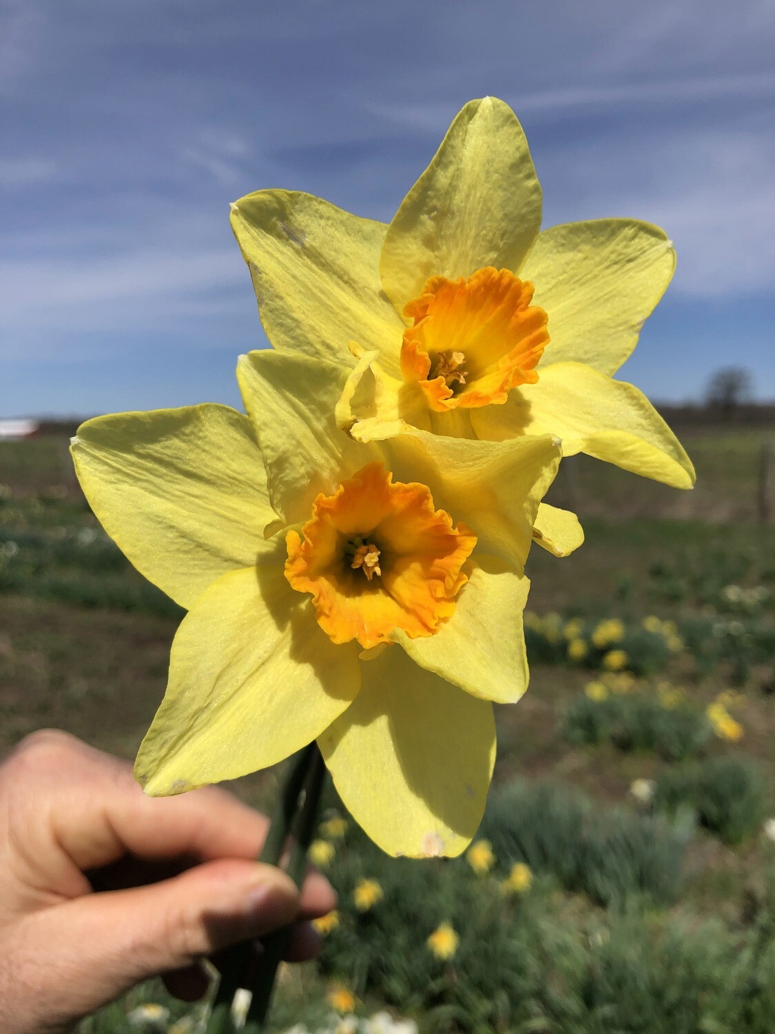 Rustom Pasha - Store - PHS Daffodils
