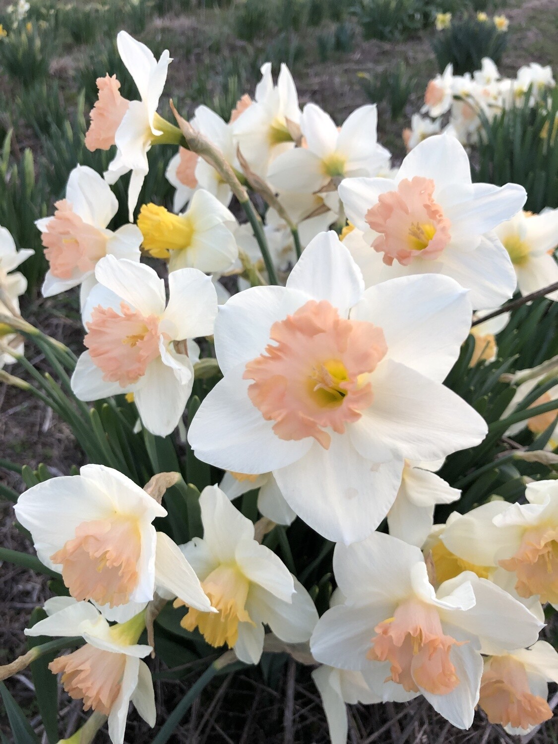 Store - PHS Daffodils