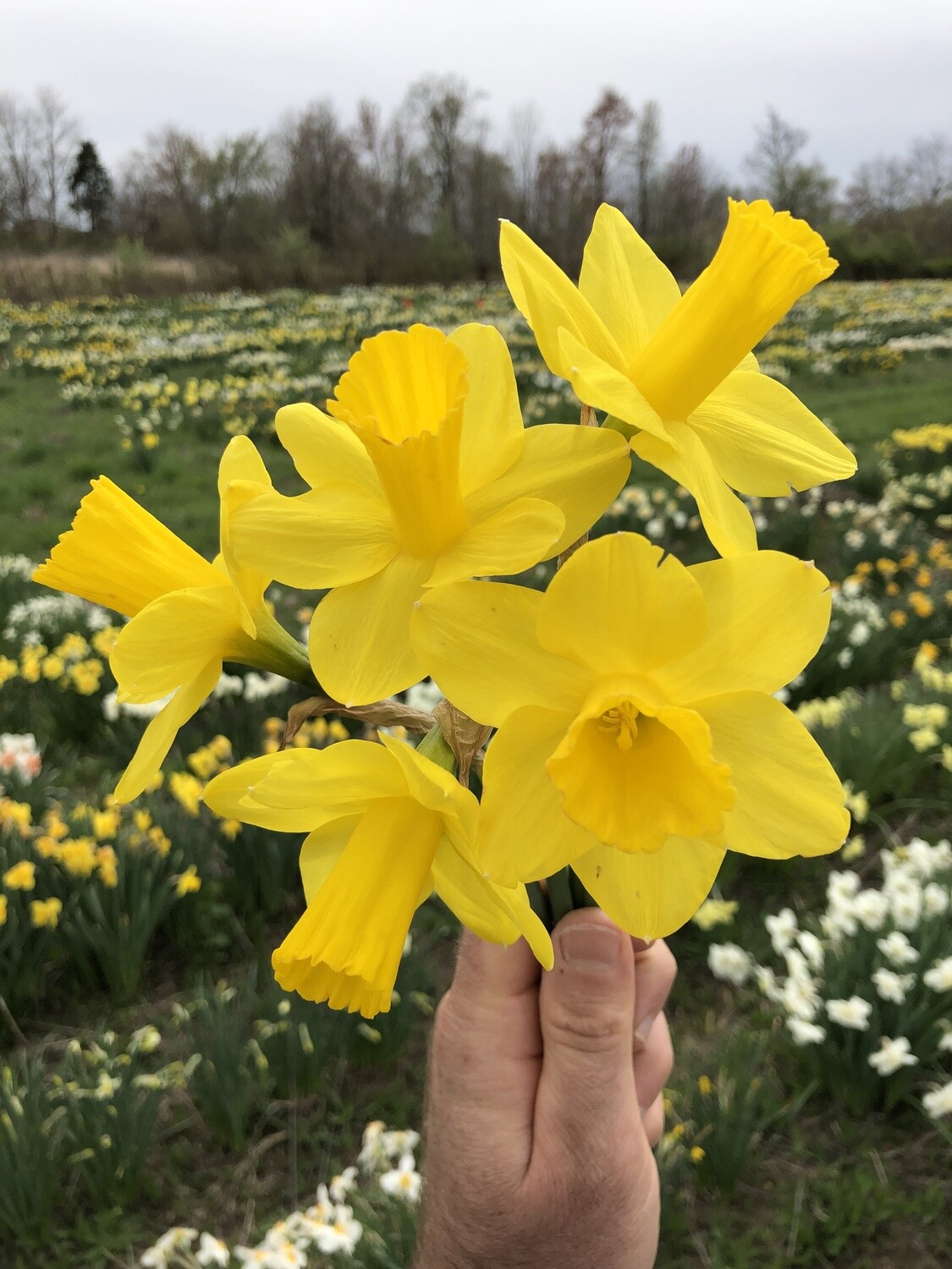 Store - PHS Daffodils