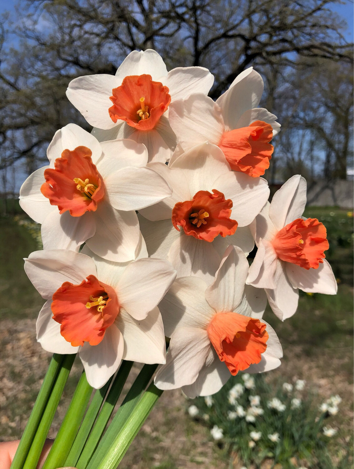 Store - PHS Daffodils