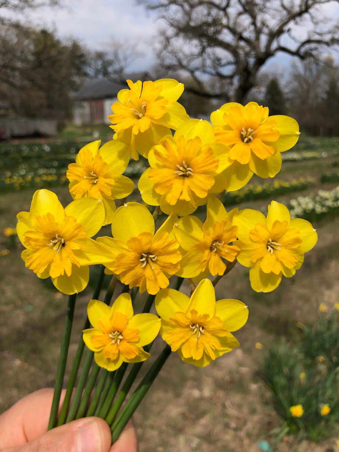 Itsy Bitsy Splitsy Store Phs Daffodils