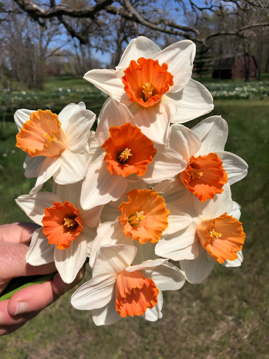 Lydick - Store - PHS Daffodils