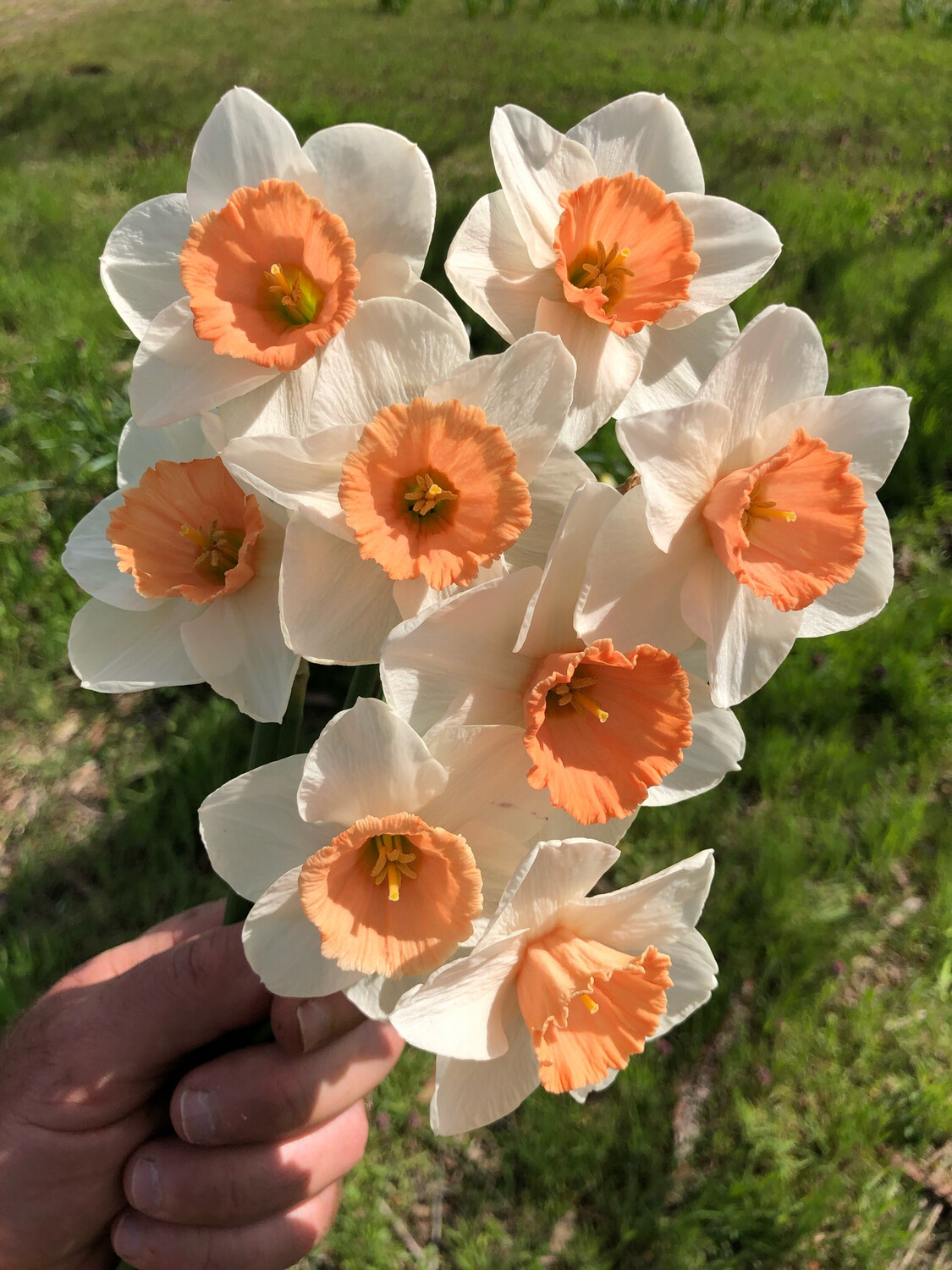 Ribald - Store - PHS Daffodils