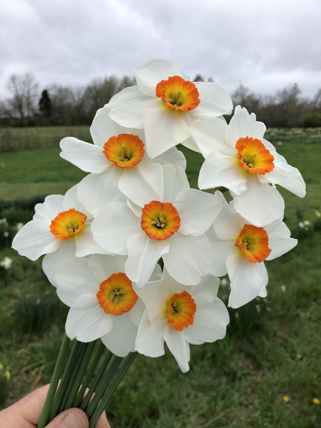 Store - PHS Daffodils