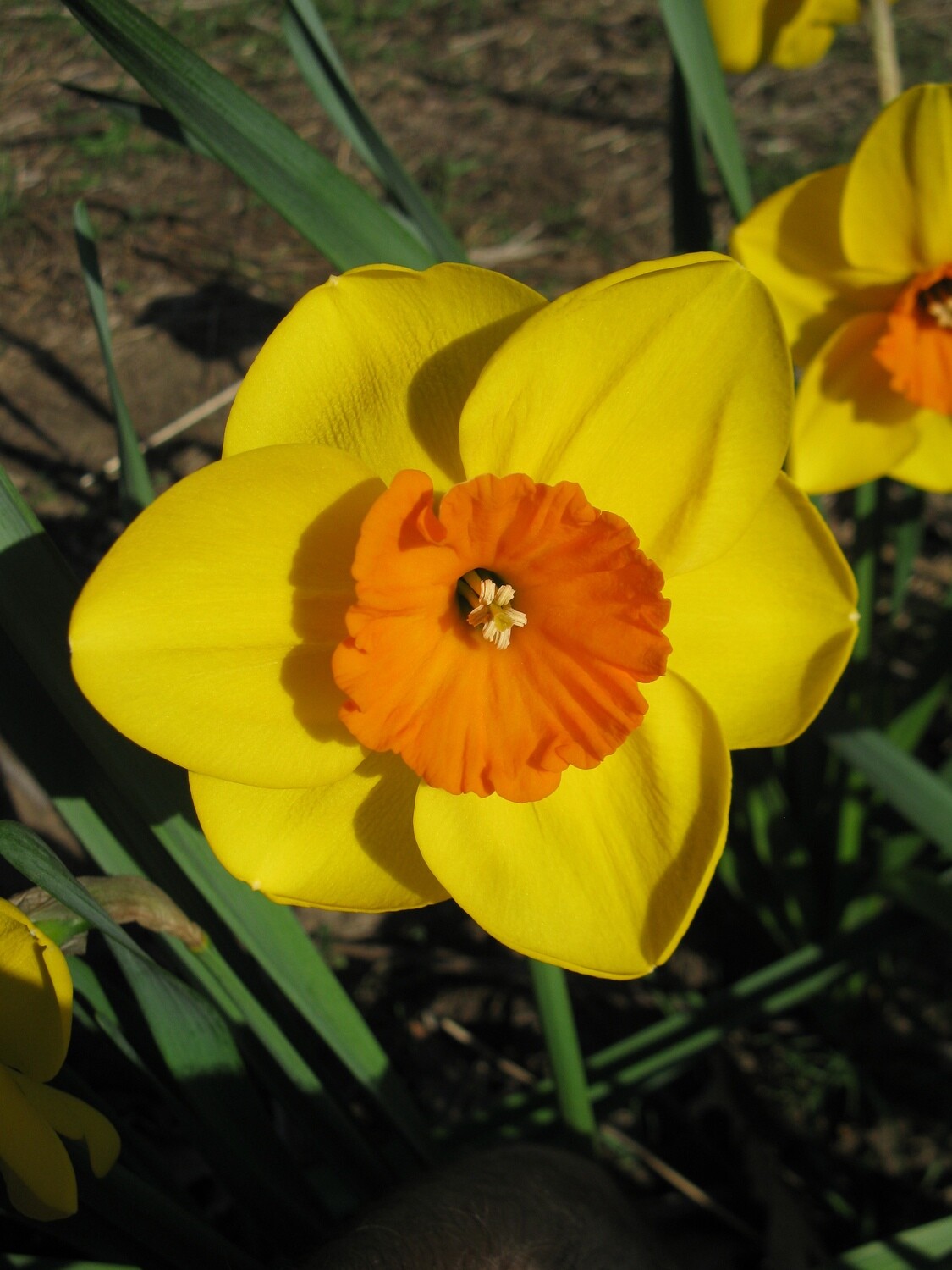 Copper Mine - Store - PHS Daffodils