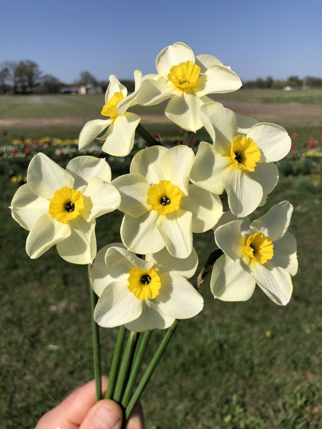 Store - PHS Daffodils
