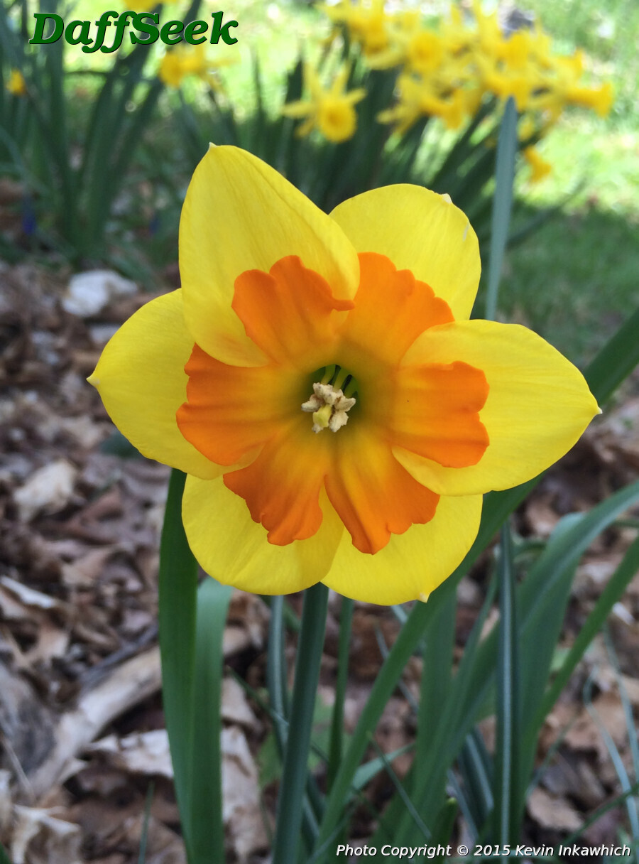 Store - PHS Daffodils