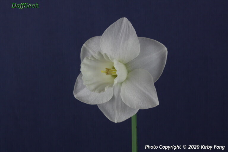 Barnwell Mill - Store - PHS Daffodils