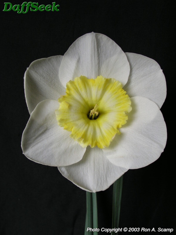 Store - PHS Daffodils