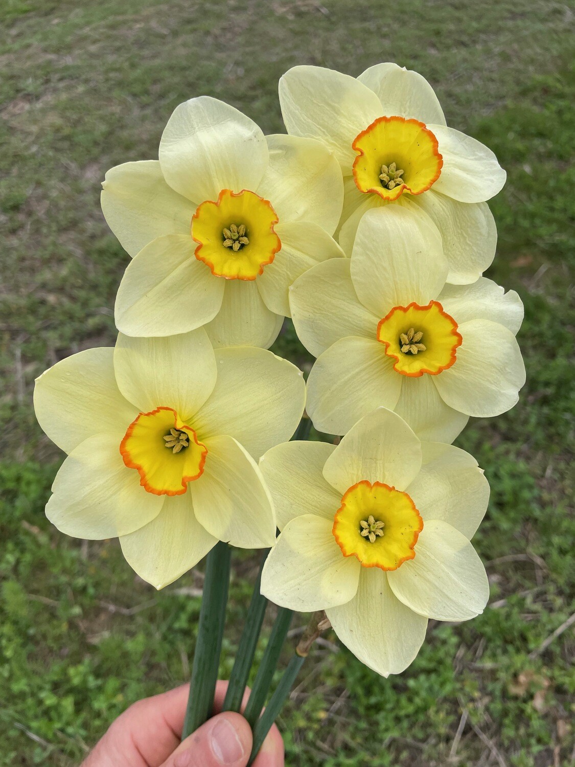 Fiery Ring - Store - PHS Daffodils