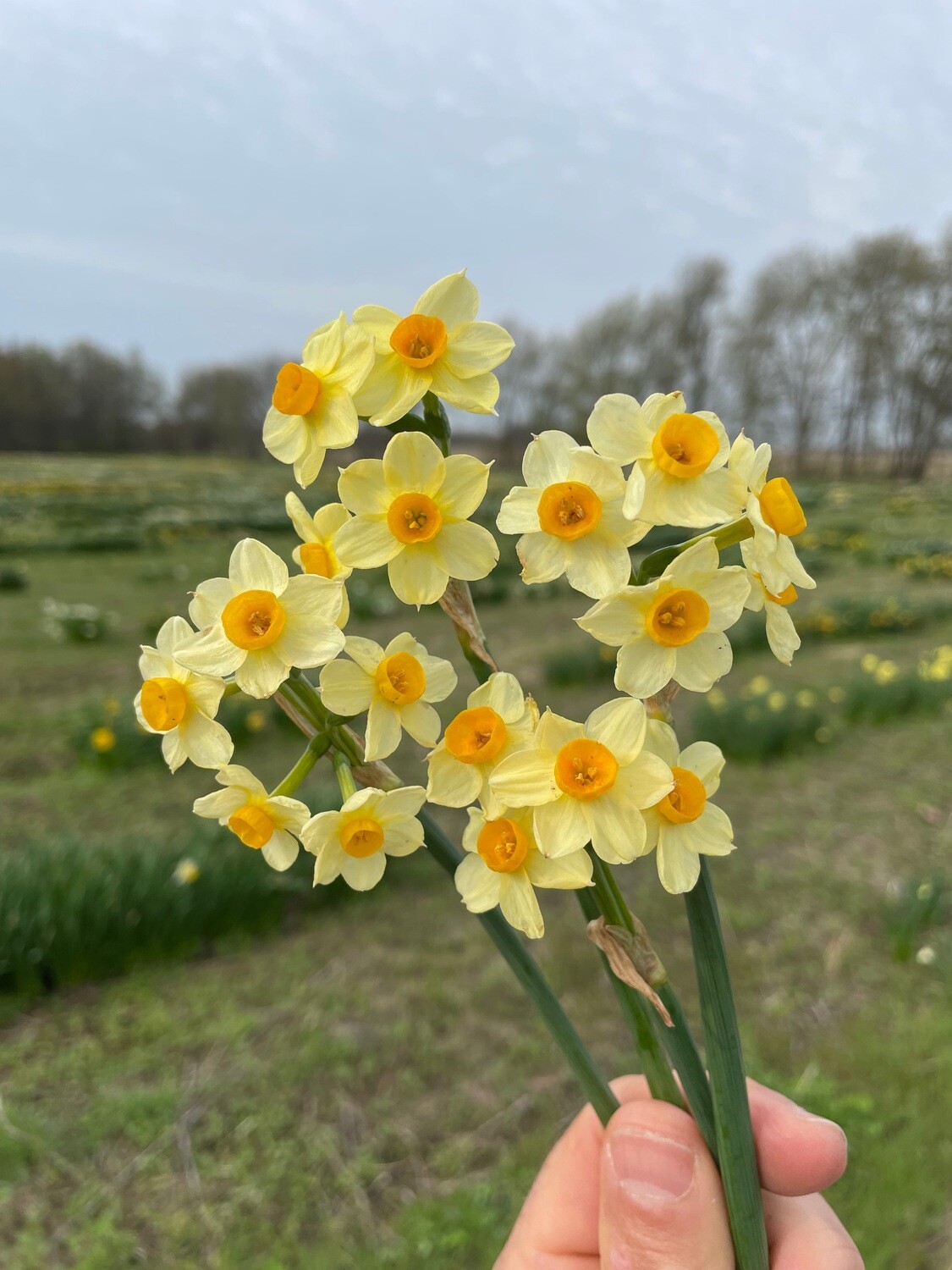 Fanray - Store - PHS Daffodils