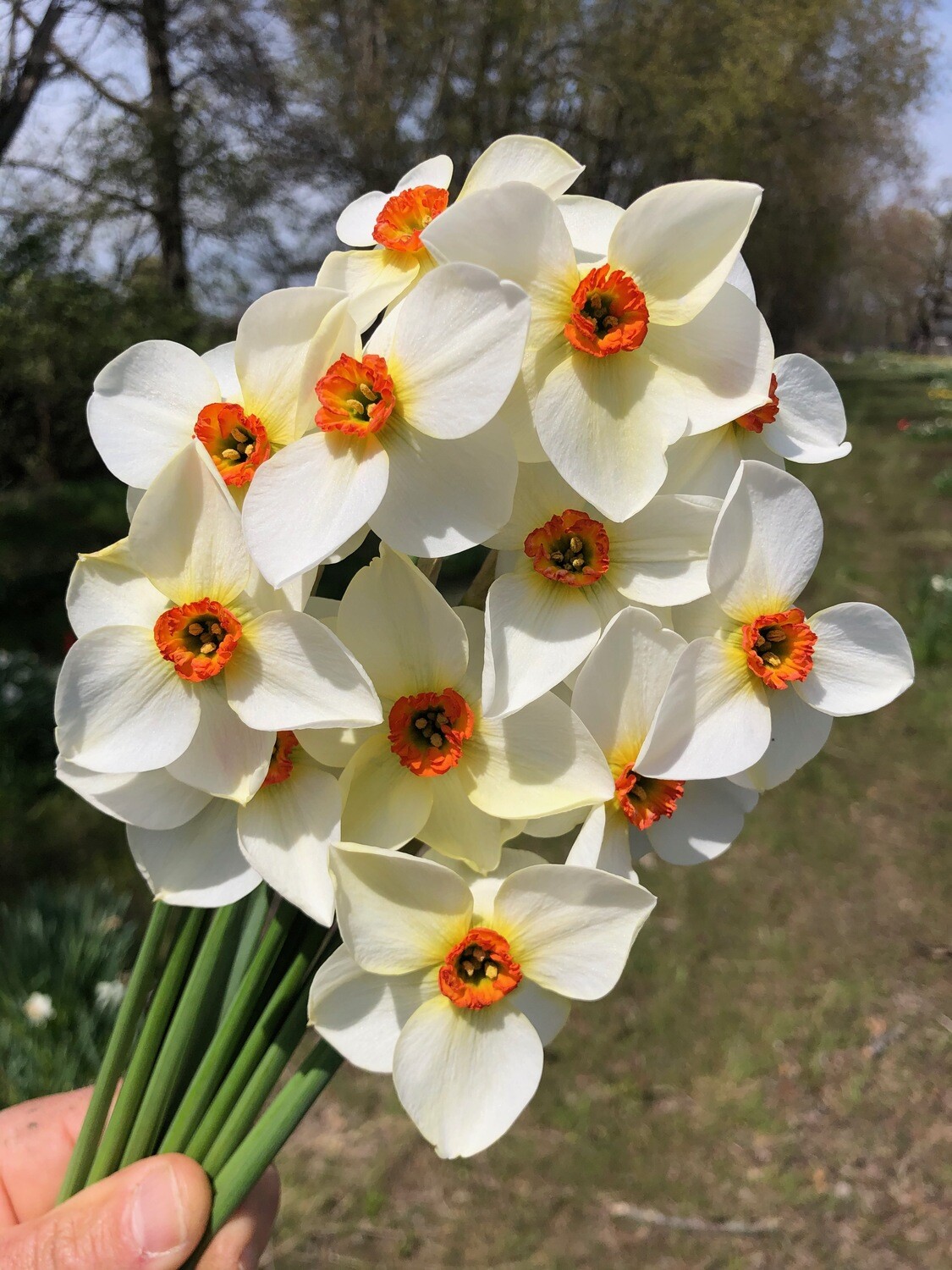 Killearnan - Store - PHS Daffodils