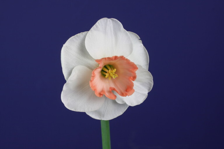 Store - PHS Daffodils