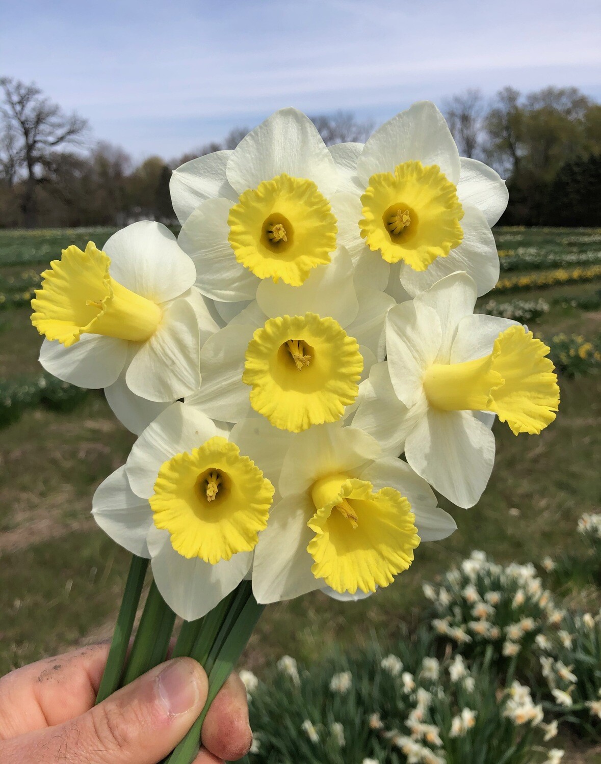 Store - PHS Daffodils