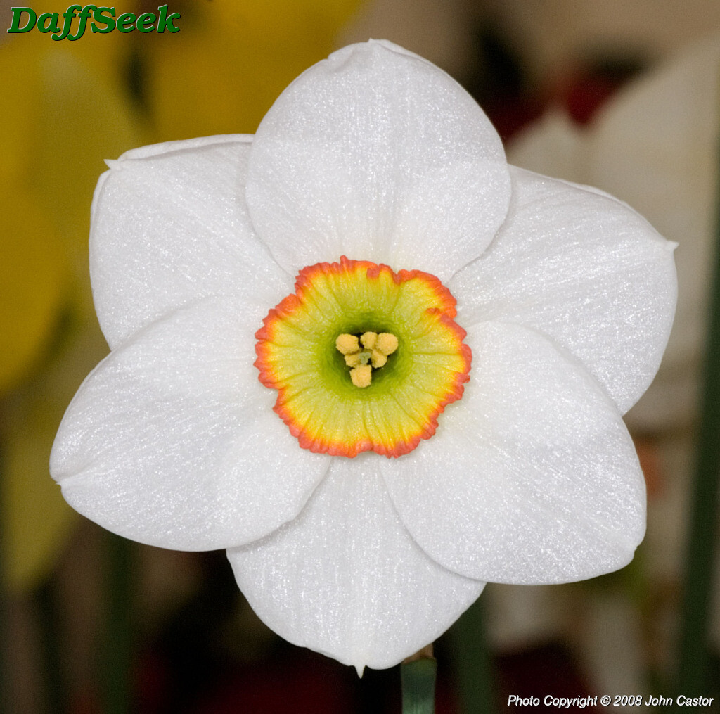 Store - PHS Daffodils