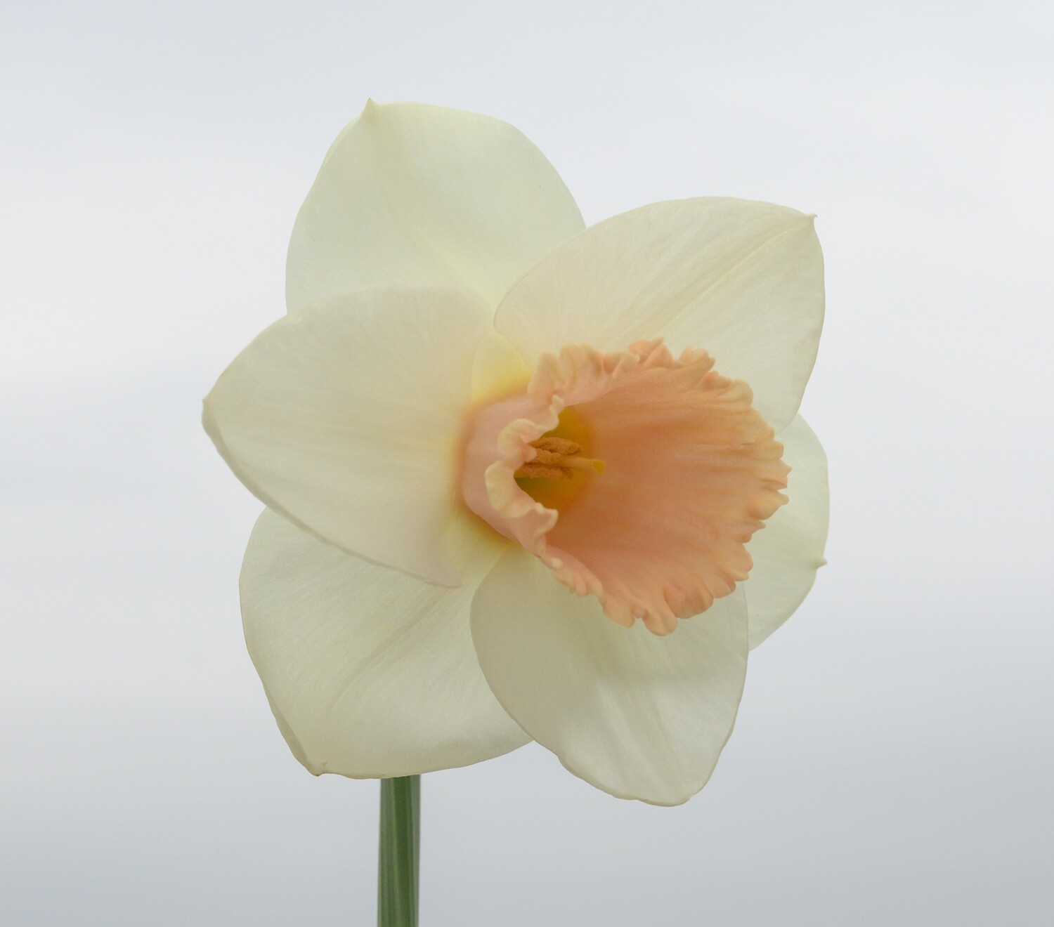 Store - PHS Daffodils