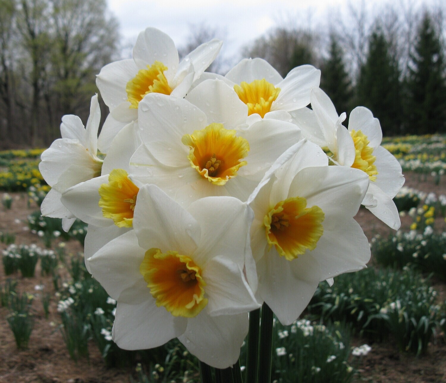 Store - PHS Daffodils