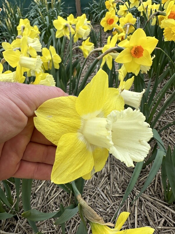 Lemon Chiffon - Store - PHS Daffodils